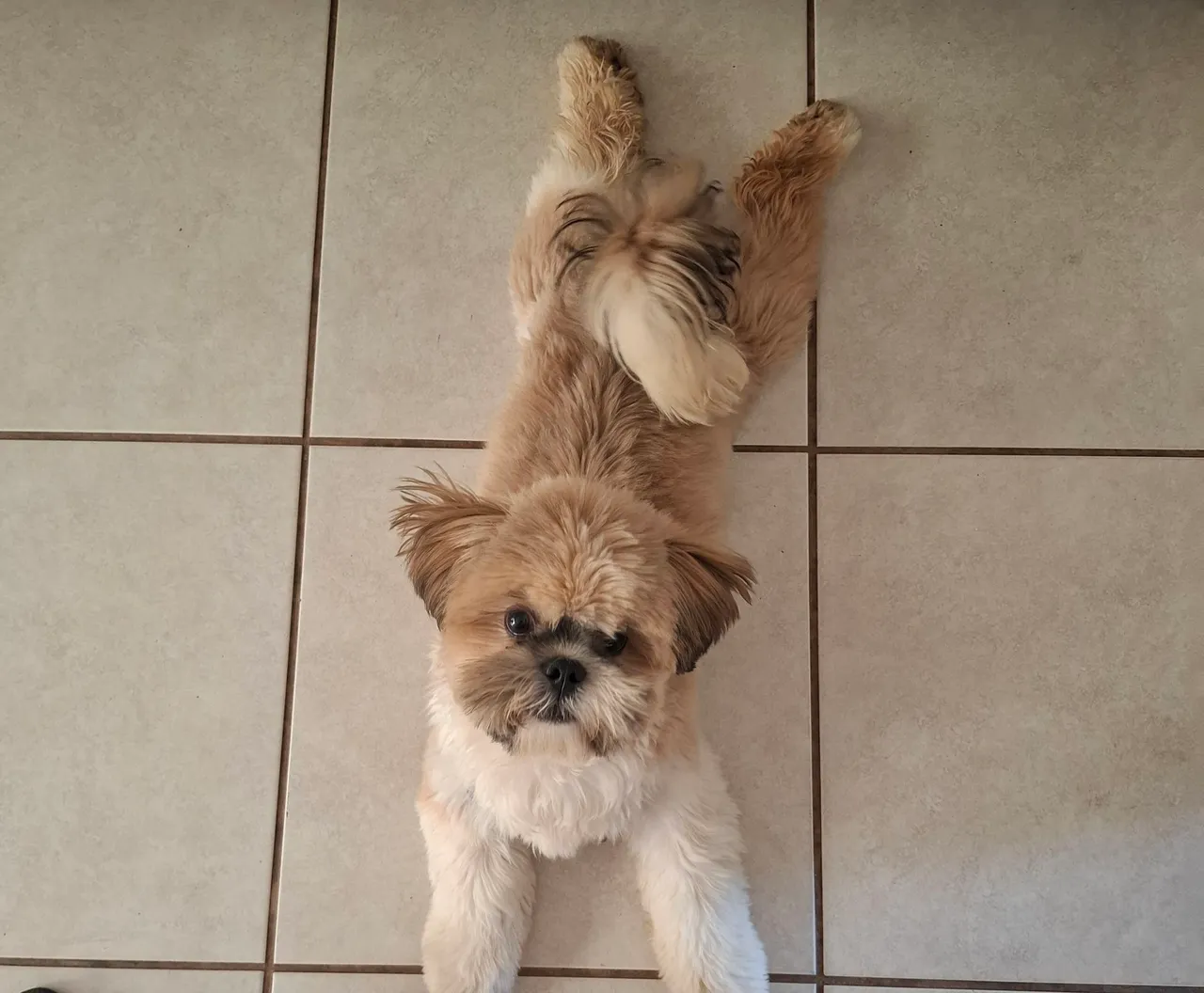 "shih tzu macho" - Cachorros no Brasil