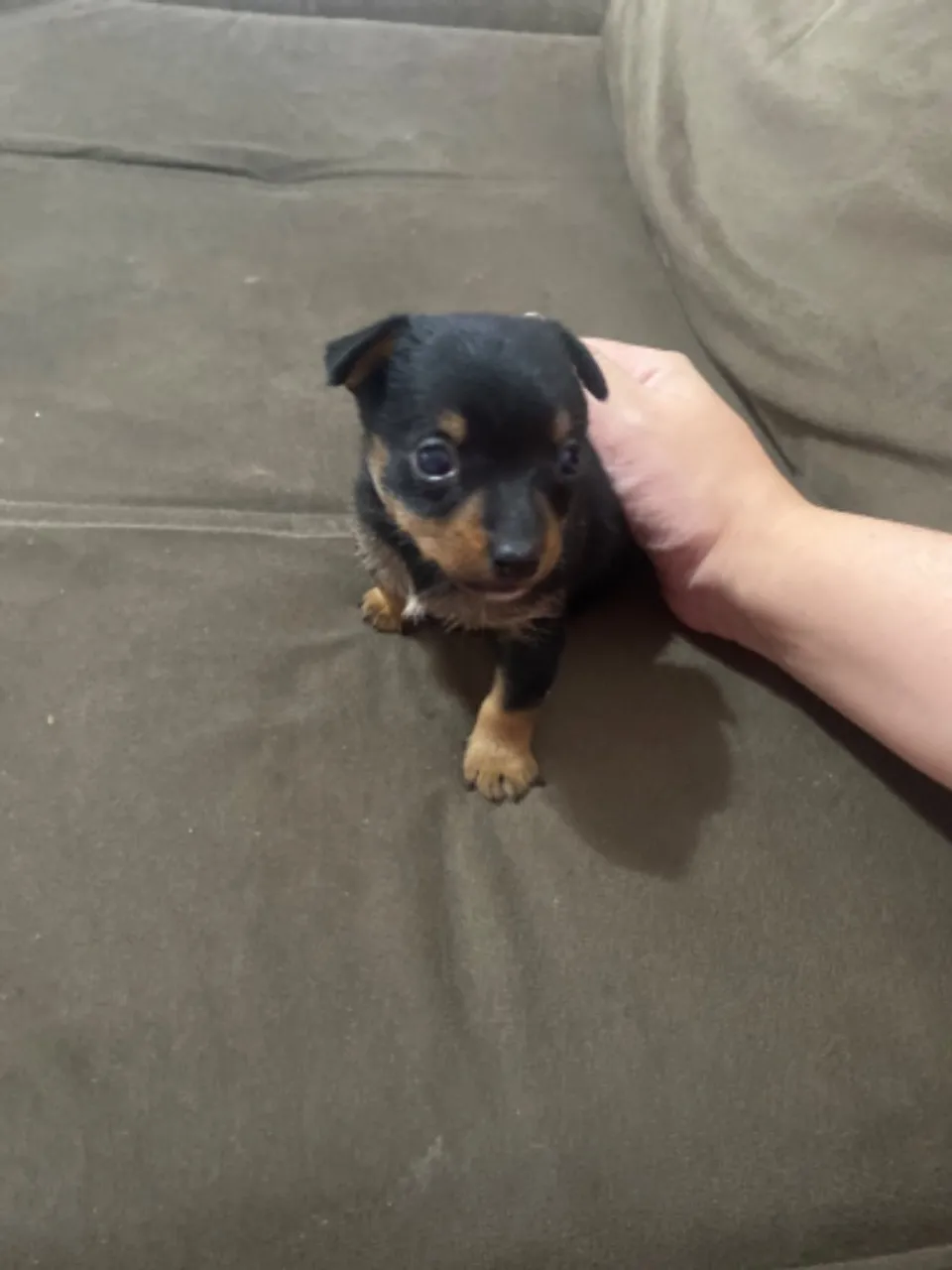 "cachorro pinscher 1" - Cachorros no Brasil