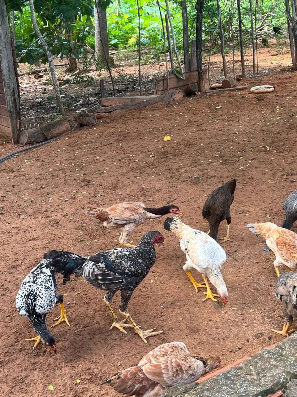 Frangos e Frangas Caipiras de Fazenda - Animais para agropecuária ...