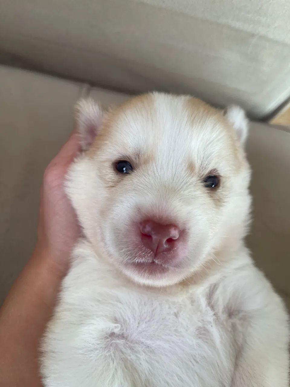 Filhote de Husky siberiano Puro - Cachorros - Ceilândia Sul (Ceilândia ...