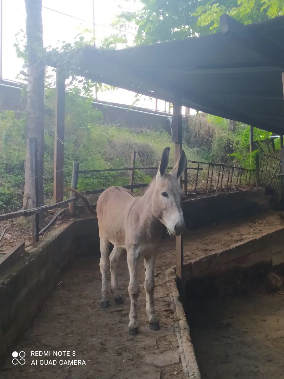 "jumento pega" no Brasil