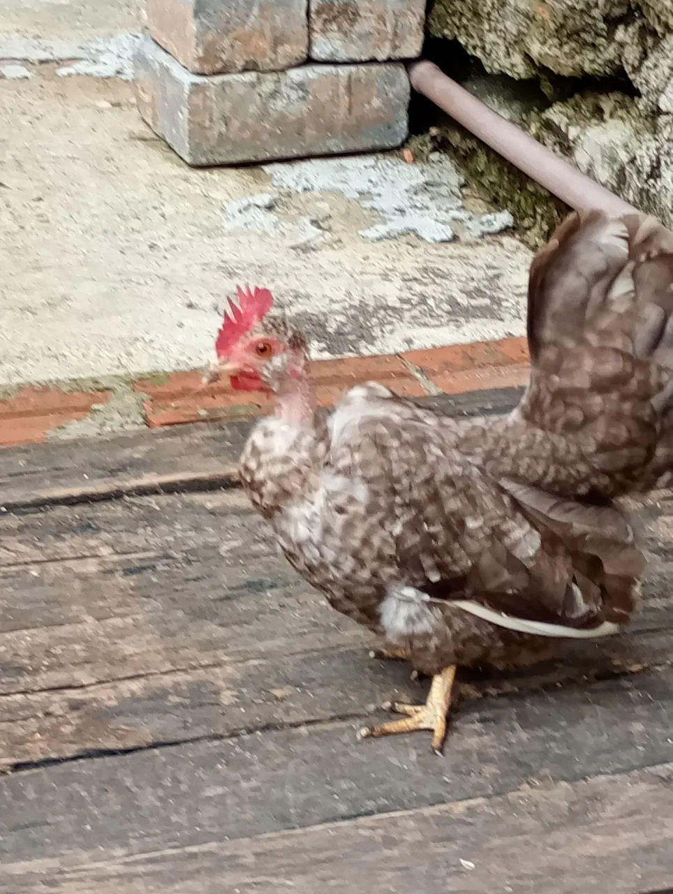 "mini garnizes" no Brasil