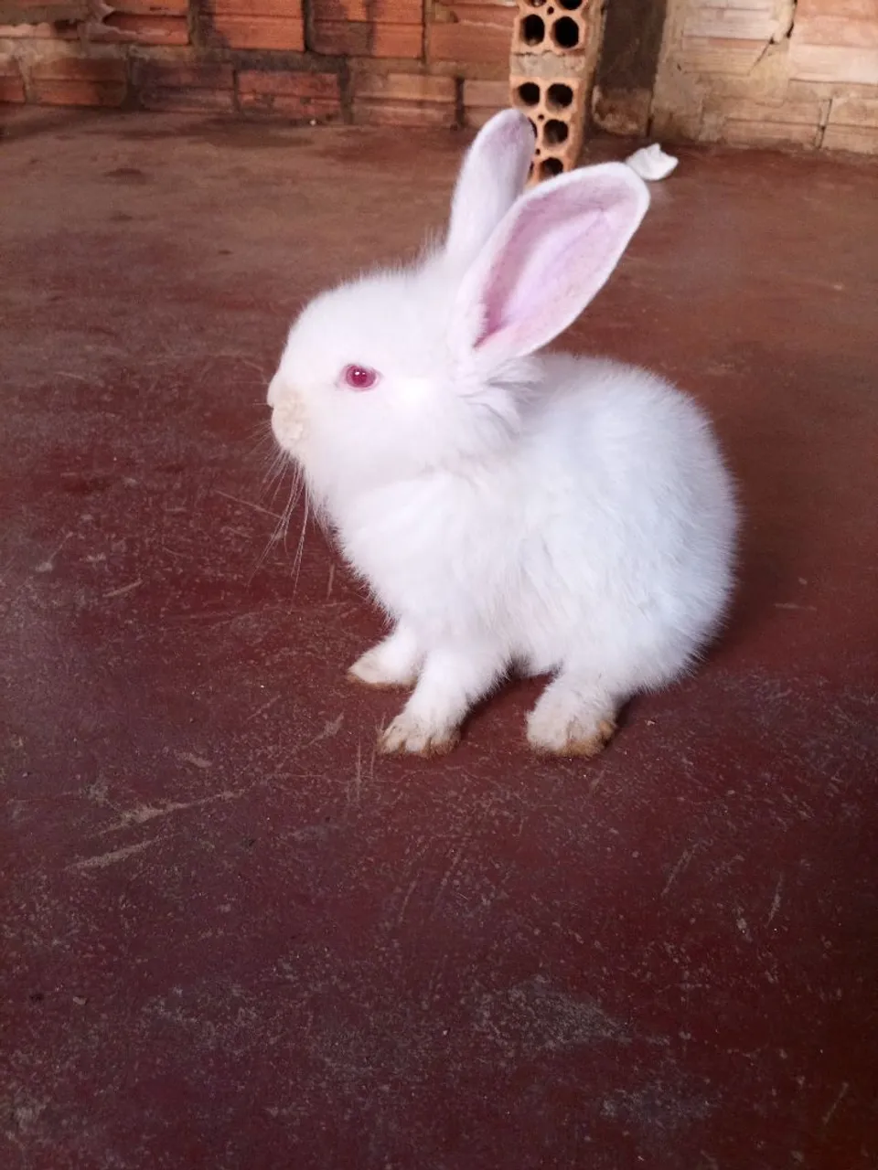 "filhote coelho branco" no Brasil