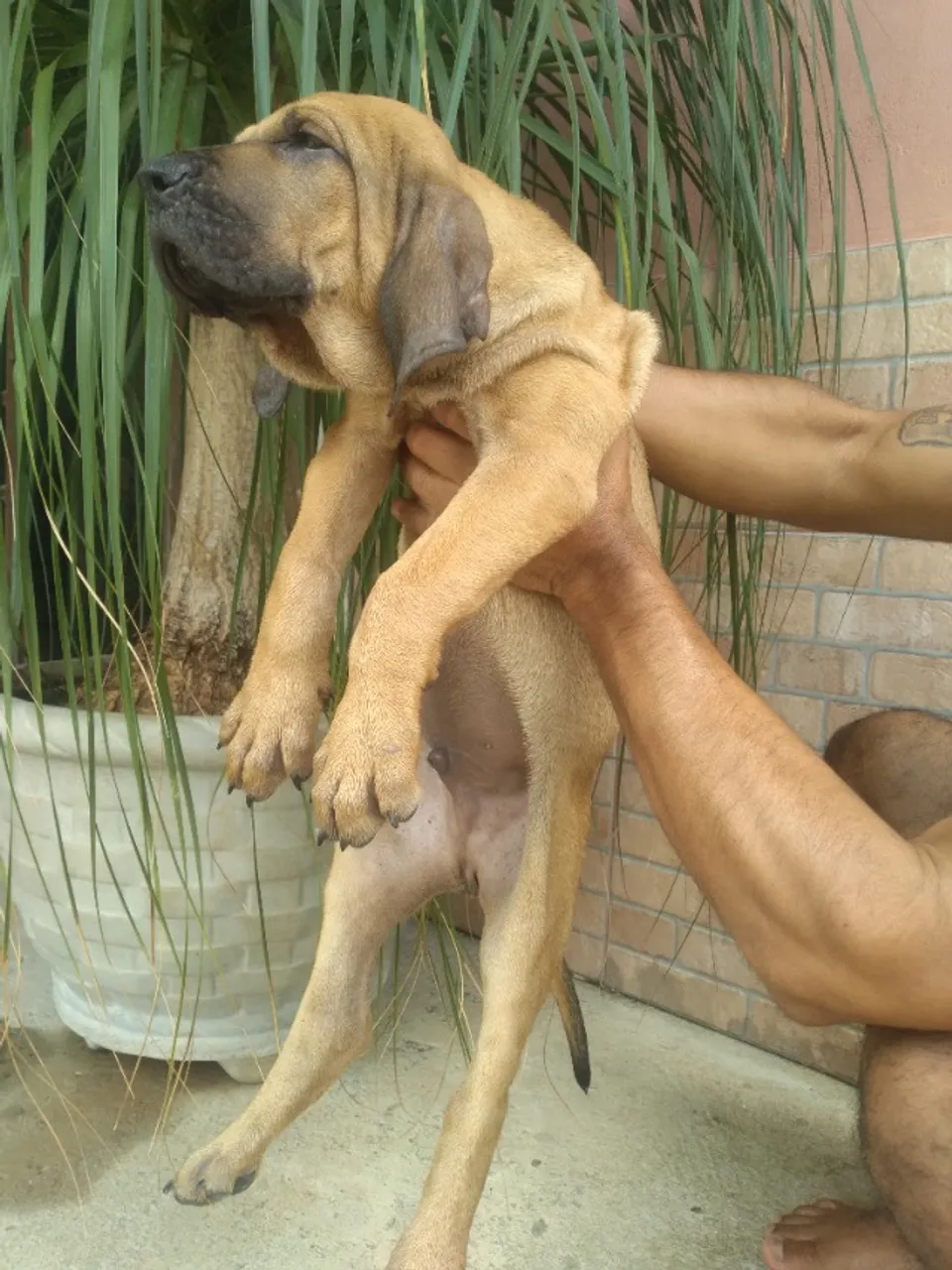 "fila brasileiros" no Brasil