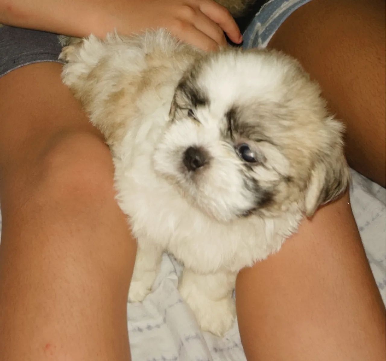 Filhote Shih Tzu macho - Cachorros - Costa e Silva, Joinville ...