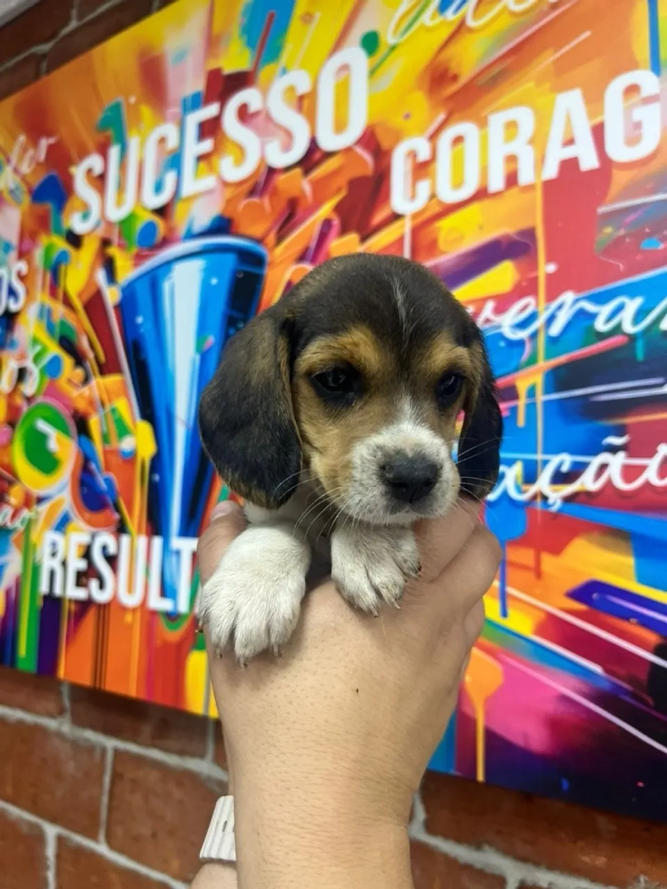 "filhotes de cachorros beagle" - Cachorros no Brasil