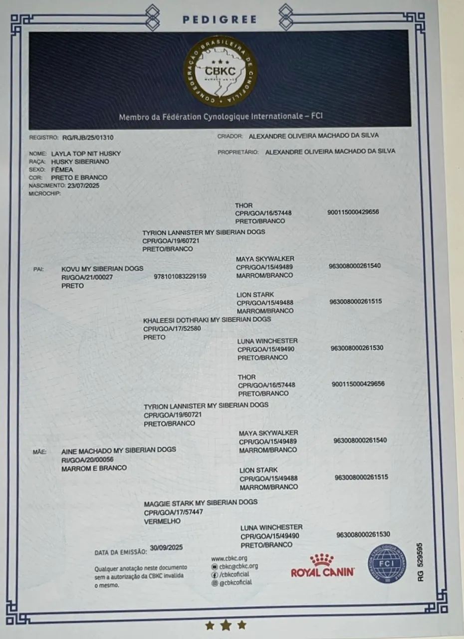 Husky Siberiano Pedigree CBKC - Cachorros - Banco de Areia, Mesquita ...