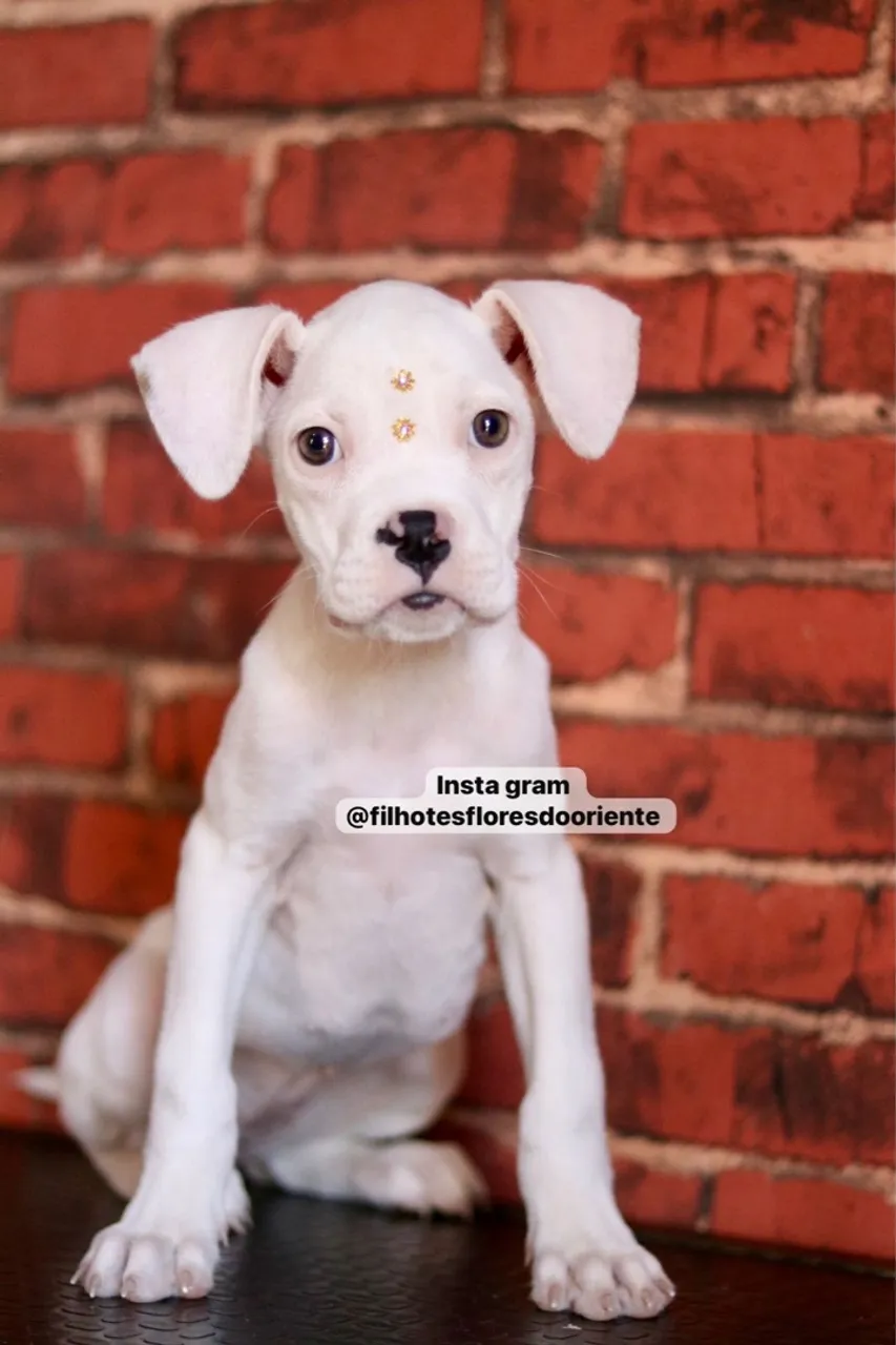 "filhotes de boxer" - Cachorros no Brasil