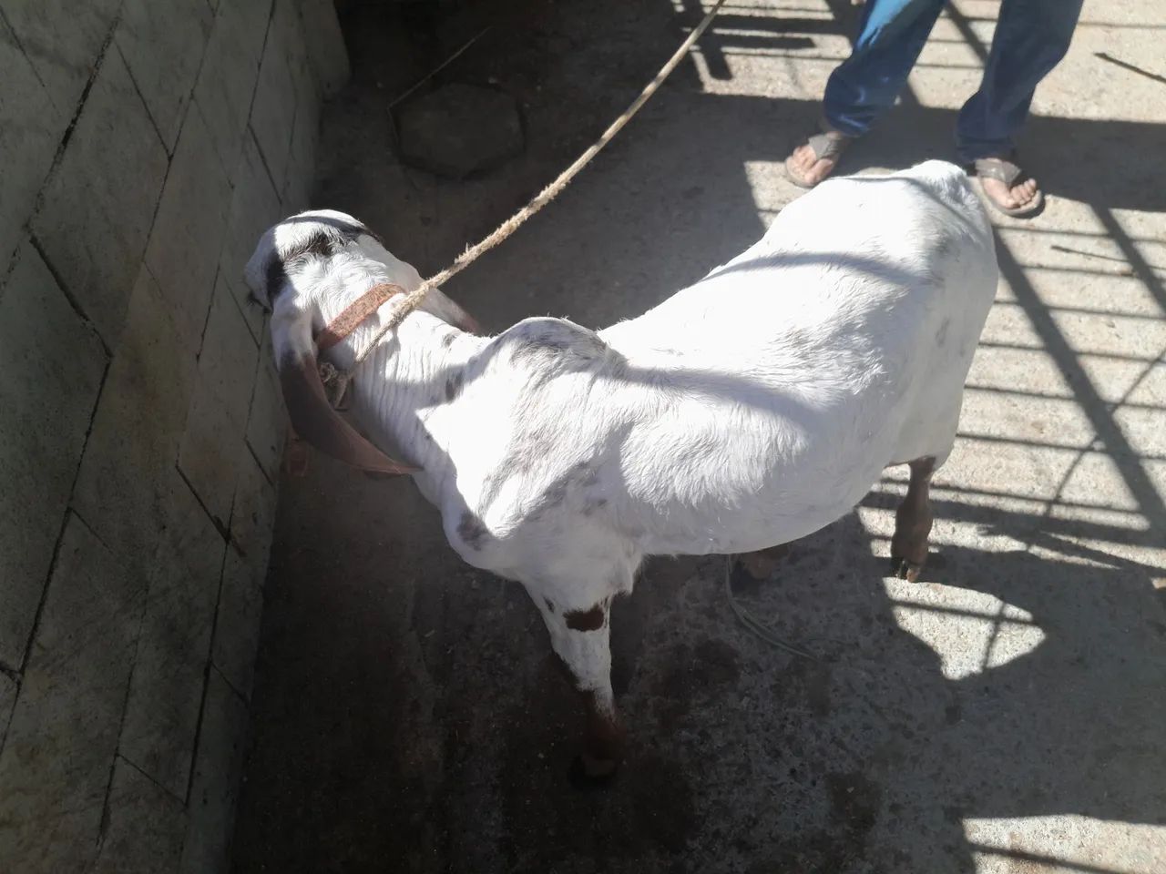 Vaca e bezerro Gir - Animais para agropecuária - Alto Aririú, Palhoça ...