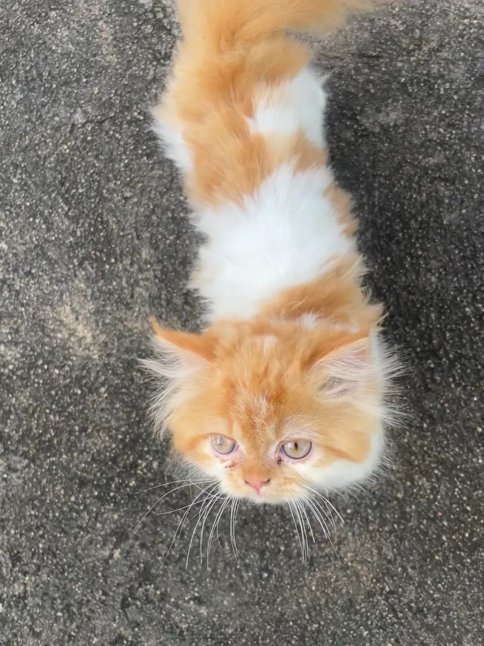 Gato Persa - Gatos - São João Bosco, Porto Velho 1469591236 | OLX