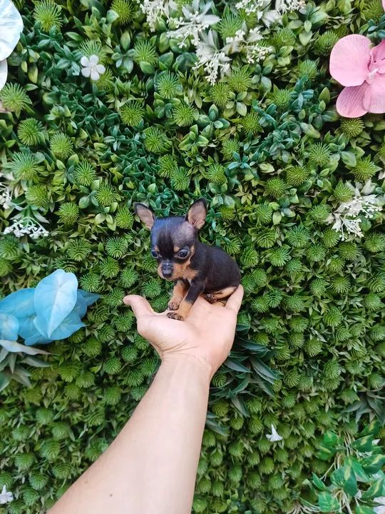 "pinscher micro zero" no Brasil