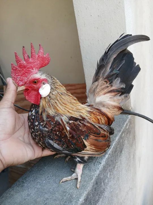 "galinha garninze" no Brasil