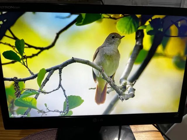 "flatron e2041" no Brasil