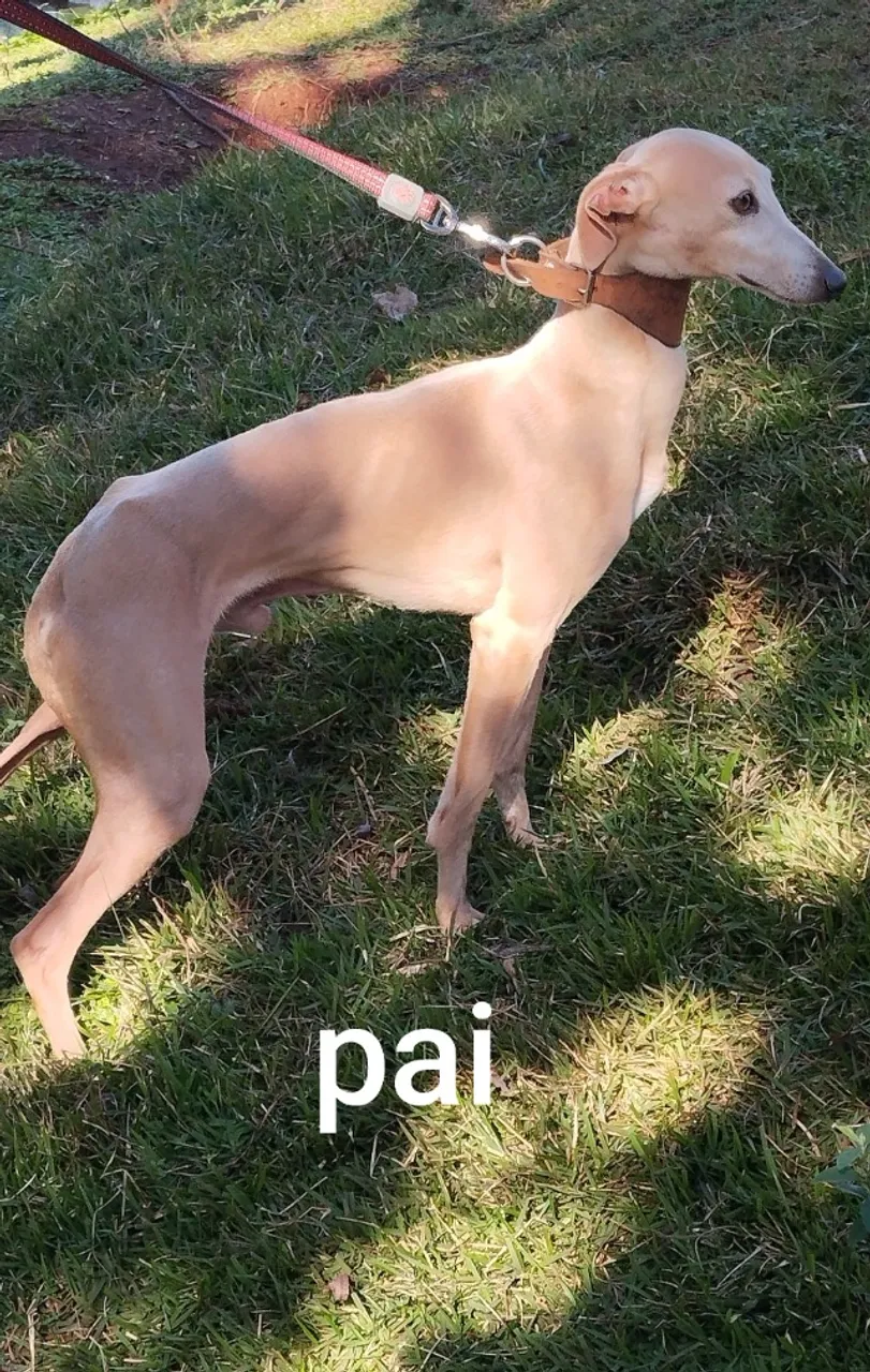 "filhote galgo" - Cachorros no Brasil