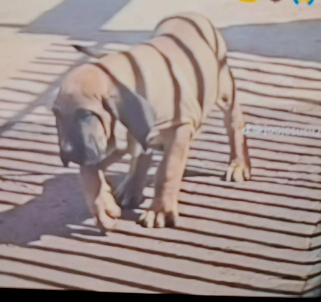 "filhote de fila brasileiro" - Cachorros no Brasil