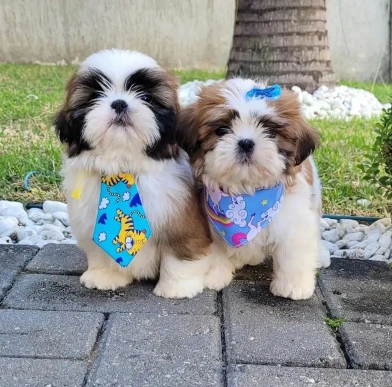 Mini shitzu filhotes a pronta entrega com garantia e kit - Cachorros ...