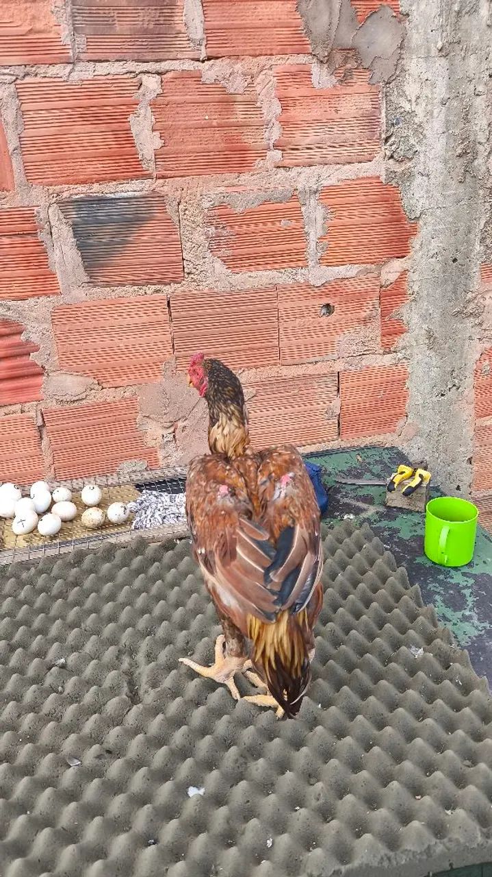 Pet - Animais para agropecuária - Vila Maria Cândida, Montes Claros ...