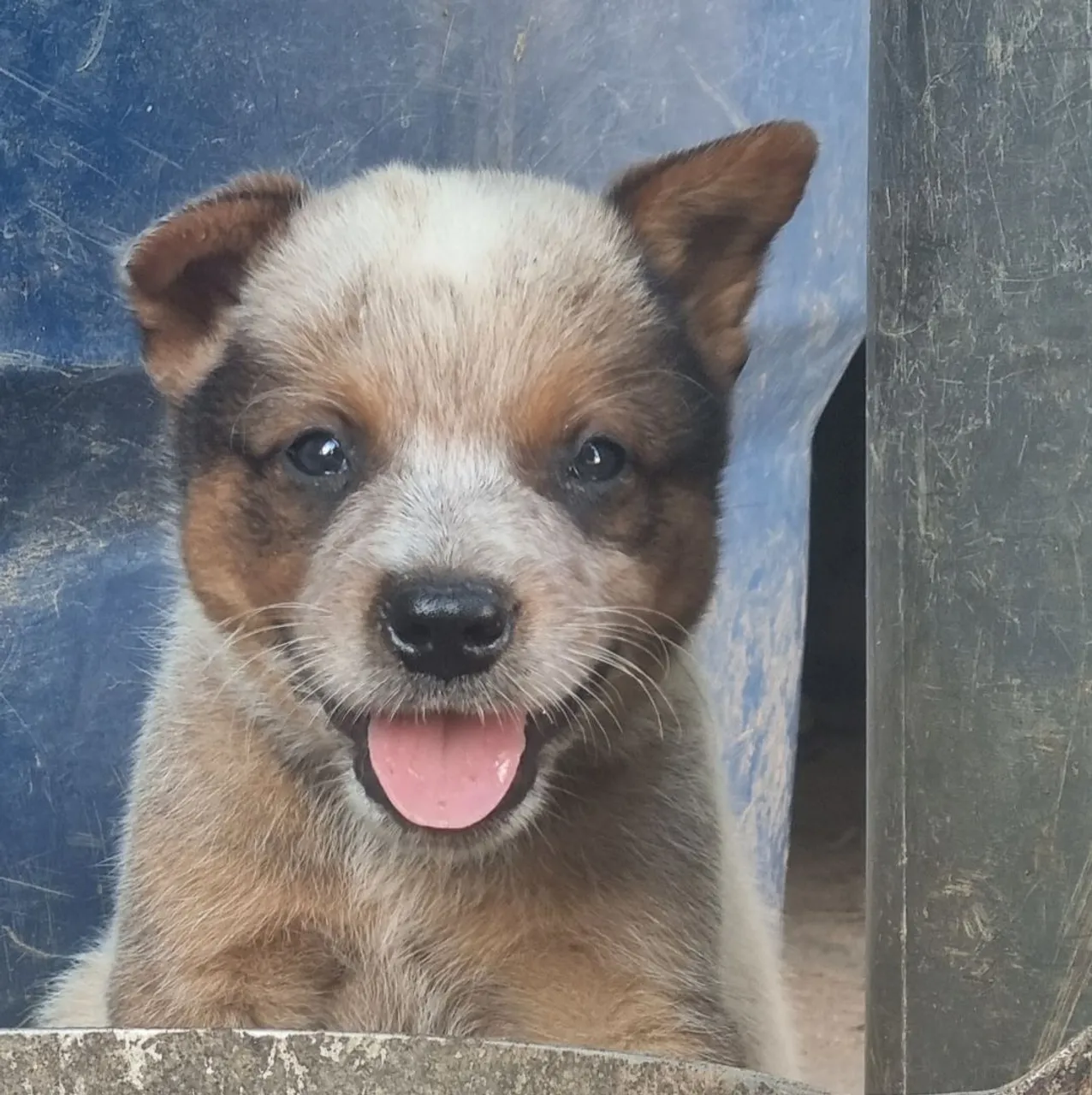 "filhotes de red heeler" - Cachorros no Brasil