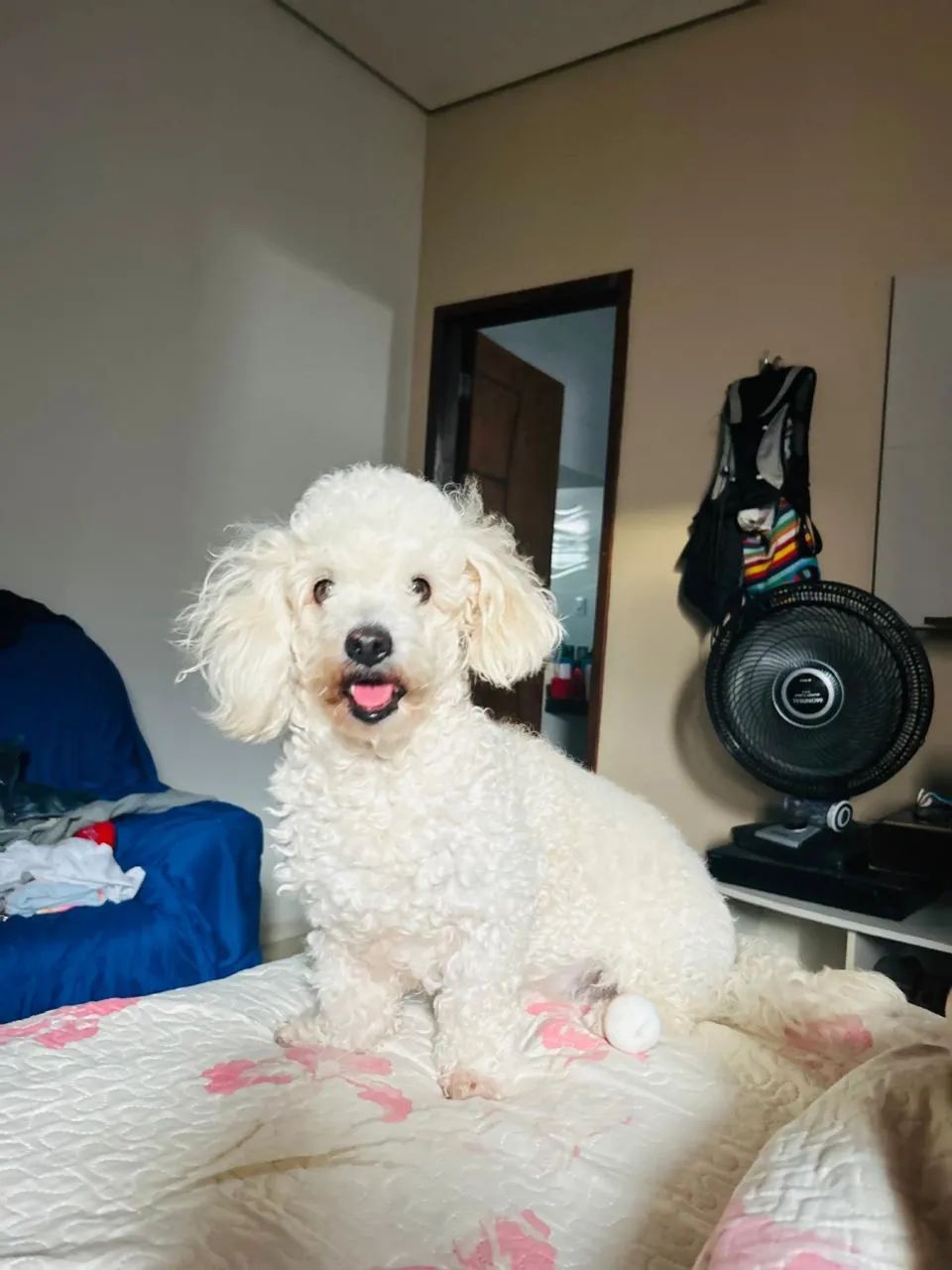 Filhotes de poodle - Cachorros - Tiradentes, Juazeiro do Norte ...