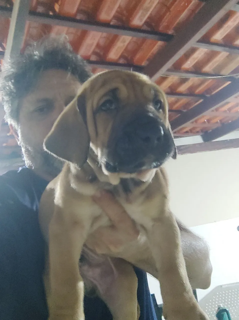 "filhote de fila brasileiro" - Cachorros no Brasil