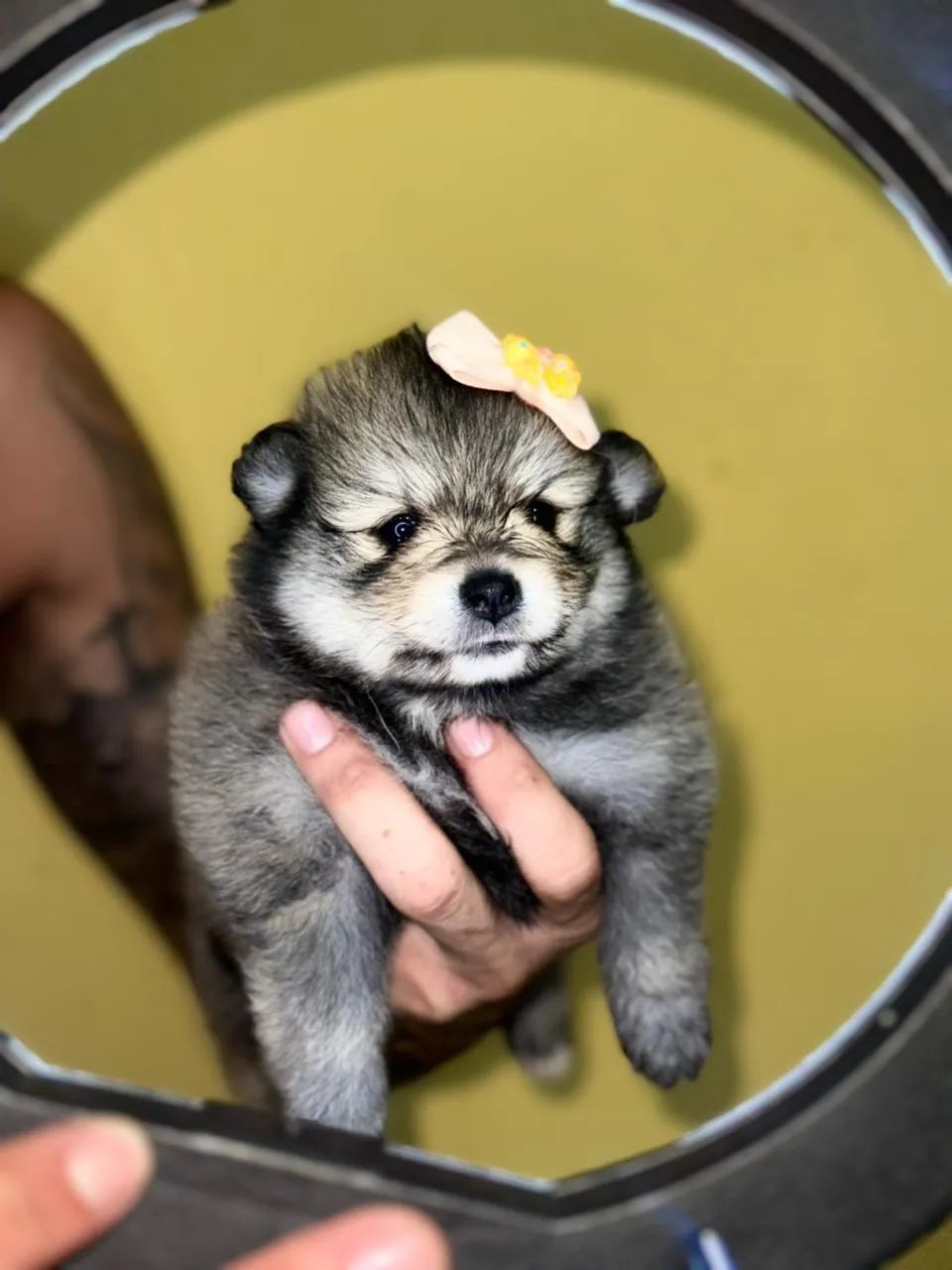 Spitz alemão fêmea - Cachorros - Galeão, Rio de Janeiro 1468348756 | OLX