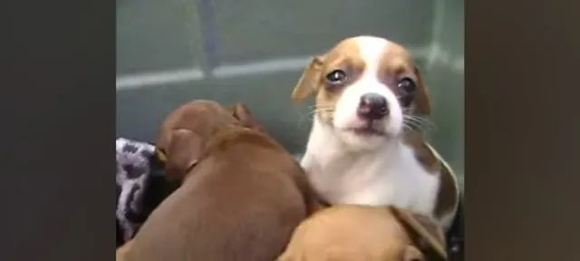 "pinscher fox" no Brasil