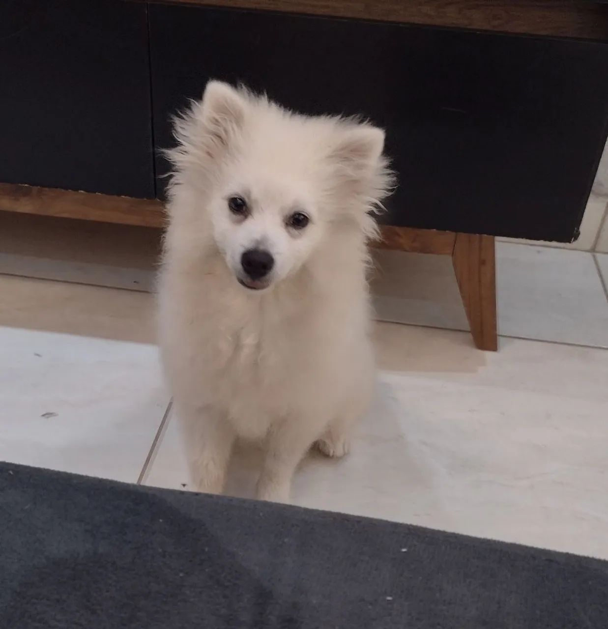 Splitz alemão 8 meses macho - Cachorros - Trindade 1460809683 | OLX