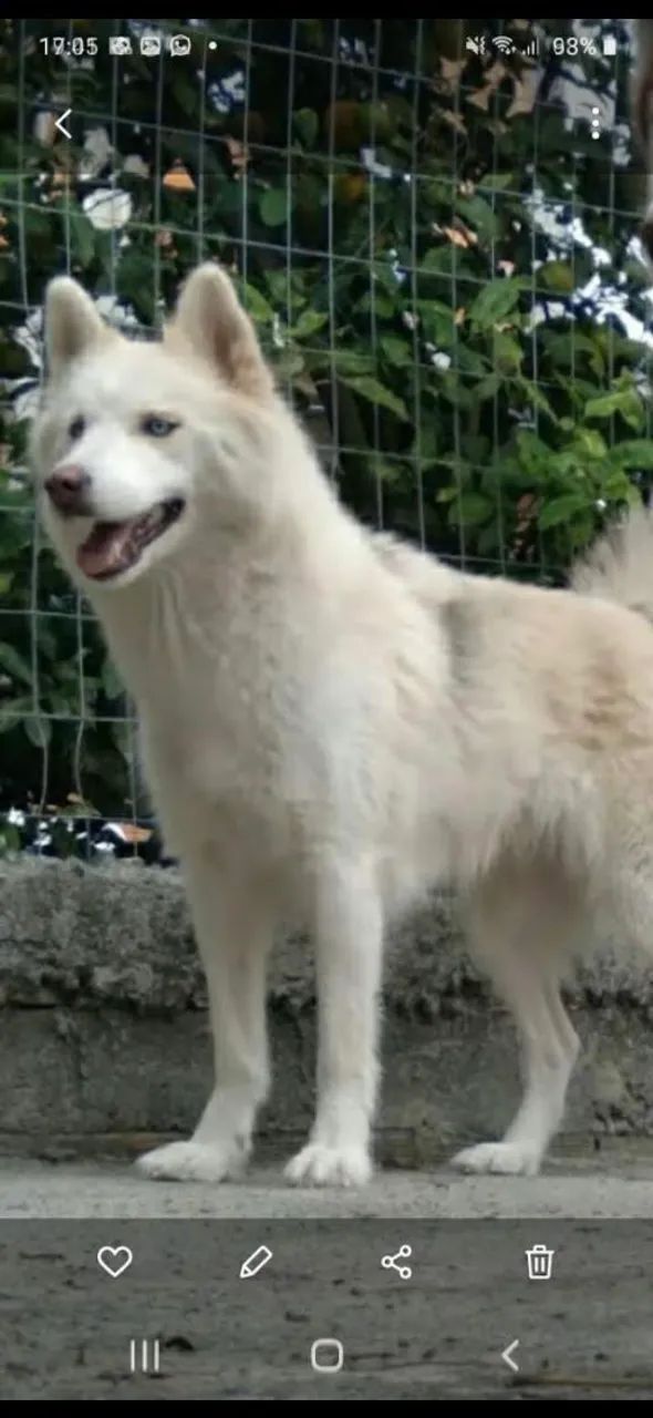 husk siberiano - Cachorros - Imbituba 1468251821 | OLX