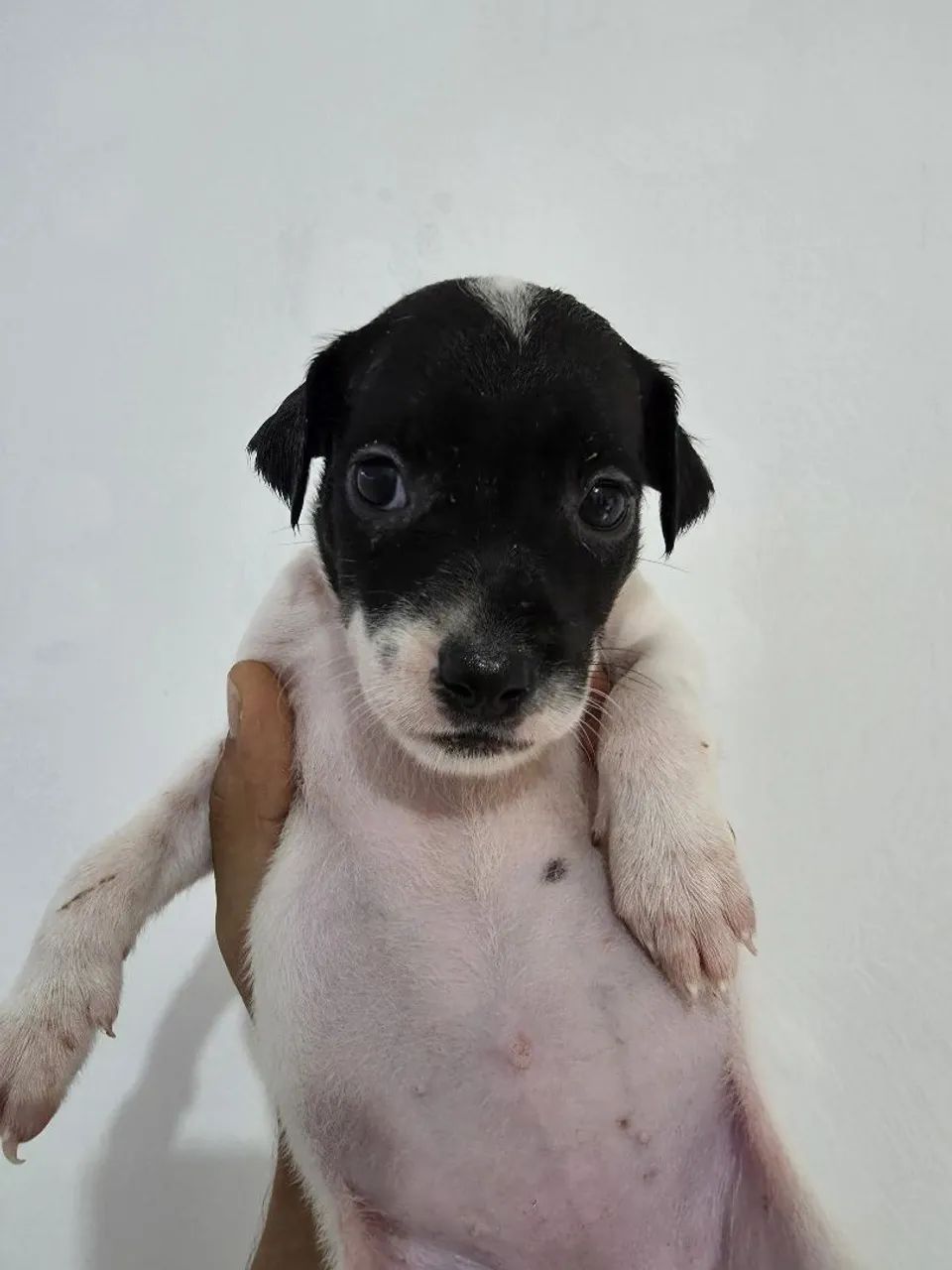 Filhotes SRD adoção - Cachorros - Taguatinga Norte (Taguatinga ...