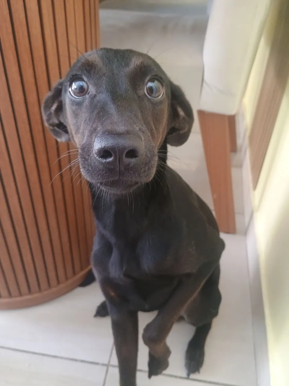 "vira lata caramelo" - Cachorros no Brasil