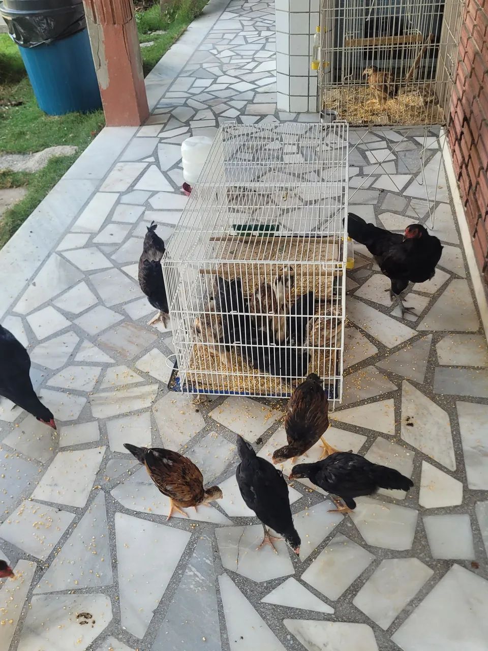 Galinhas caipiras vivas - Animais para agropecuária - Guajeru ...