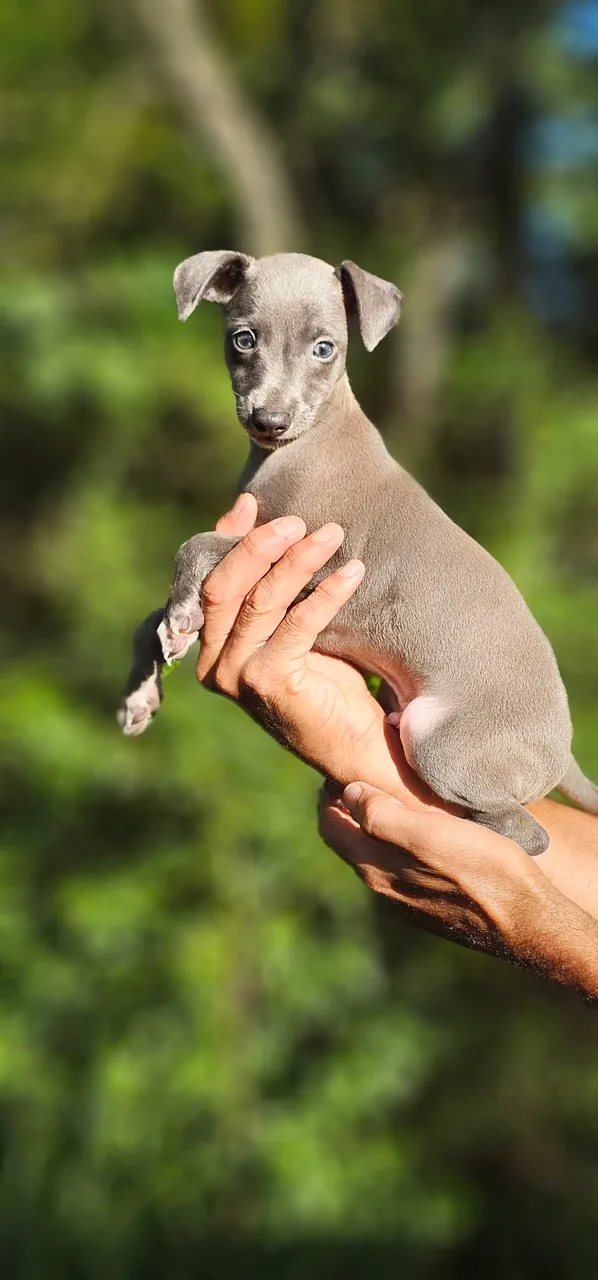 "filhote galgo" - Cachorros no Brasil