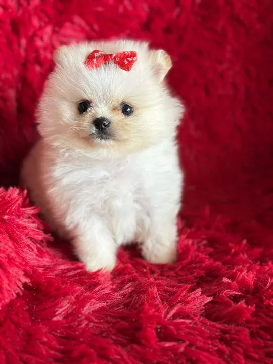 Spitz Alemão fêmea anã creme e branco disponível para entrega imediata ...