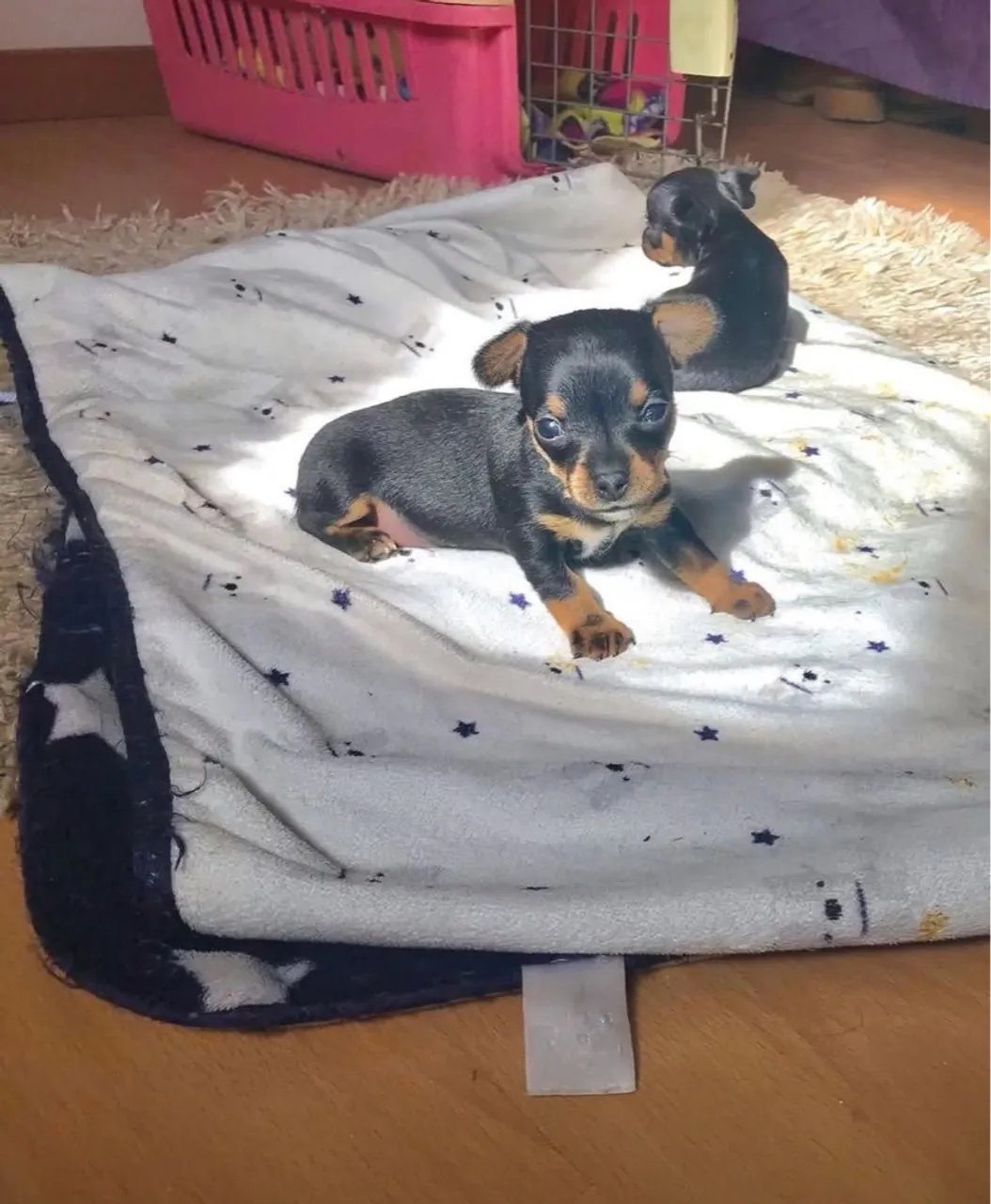 "pinscher 0" - Cachorros no Brasil