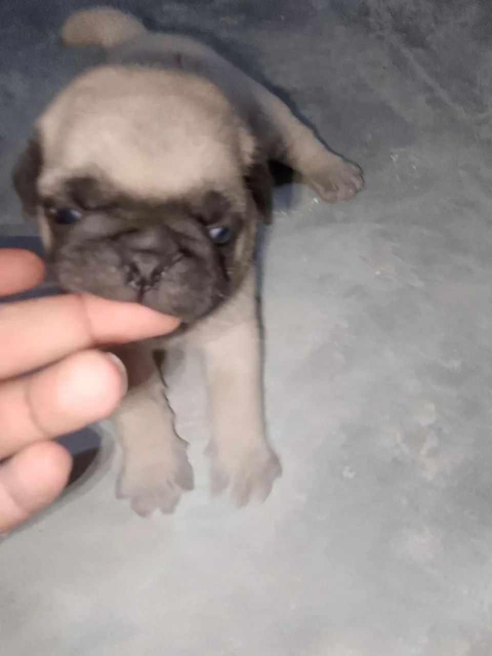 Filhotes de pug - Cachorros - Santo Agostinho, Cabo de Santo Agostinho ...