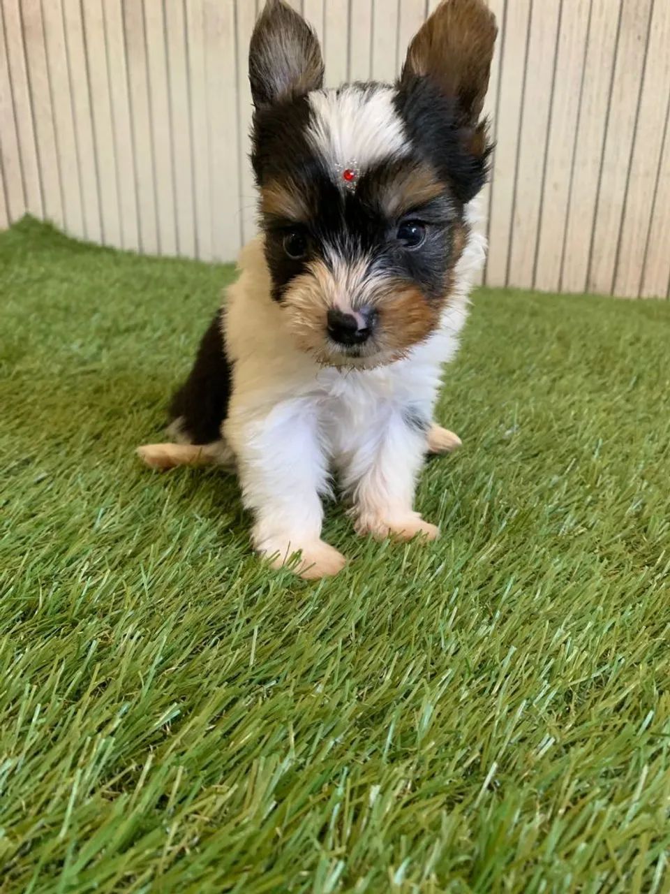 Yorkshire Biewer Terrier - Cachorros - São Marcos, Salvador 1469561635 ...