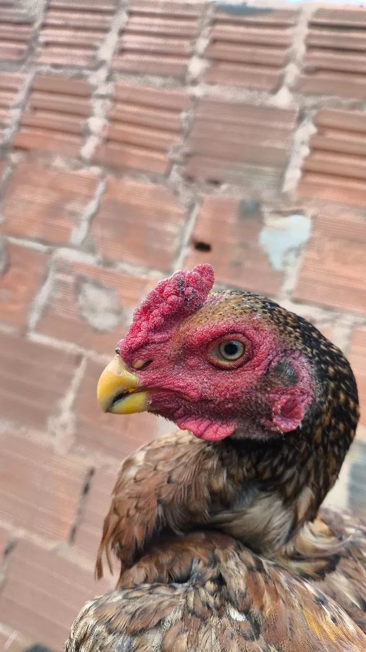 Pet - Animais para agropecuária - Vila Maria Cândida, Montes Claros ...