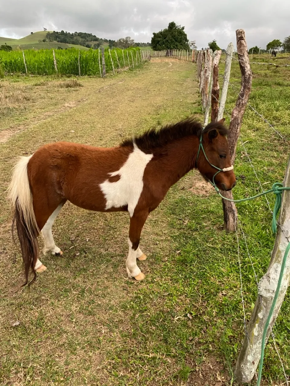 "mini ponei" no Brasil