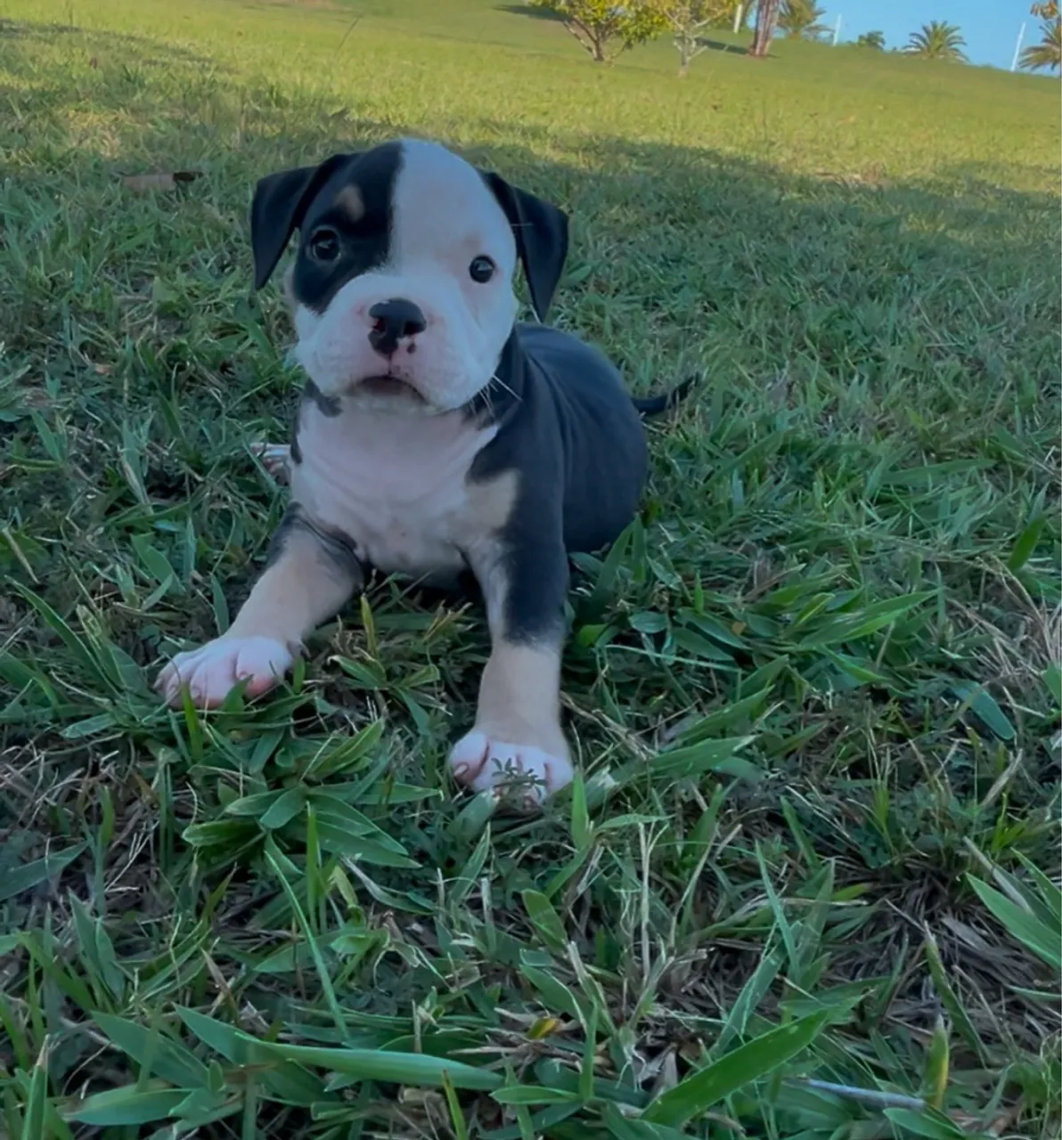 "filhotes de american bully" - Cachorros no Brasil