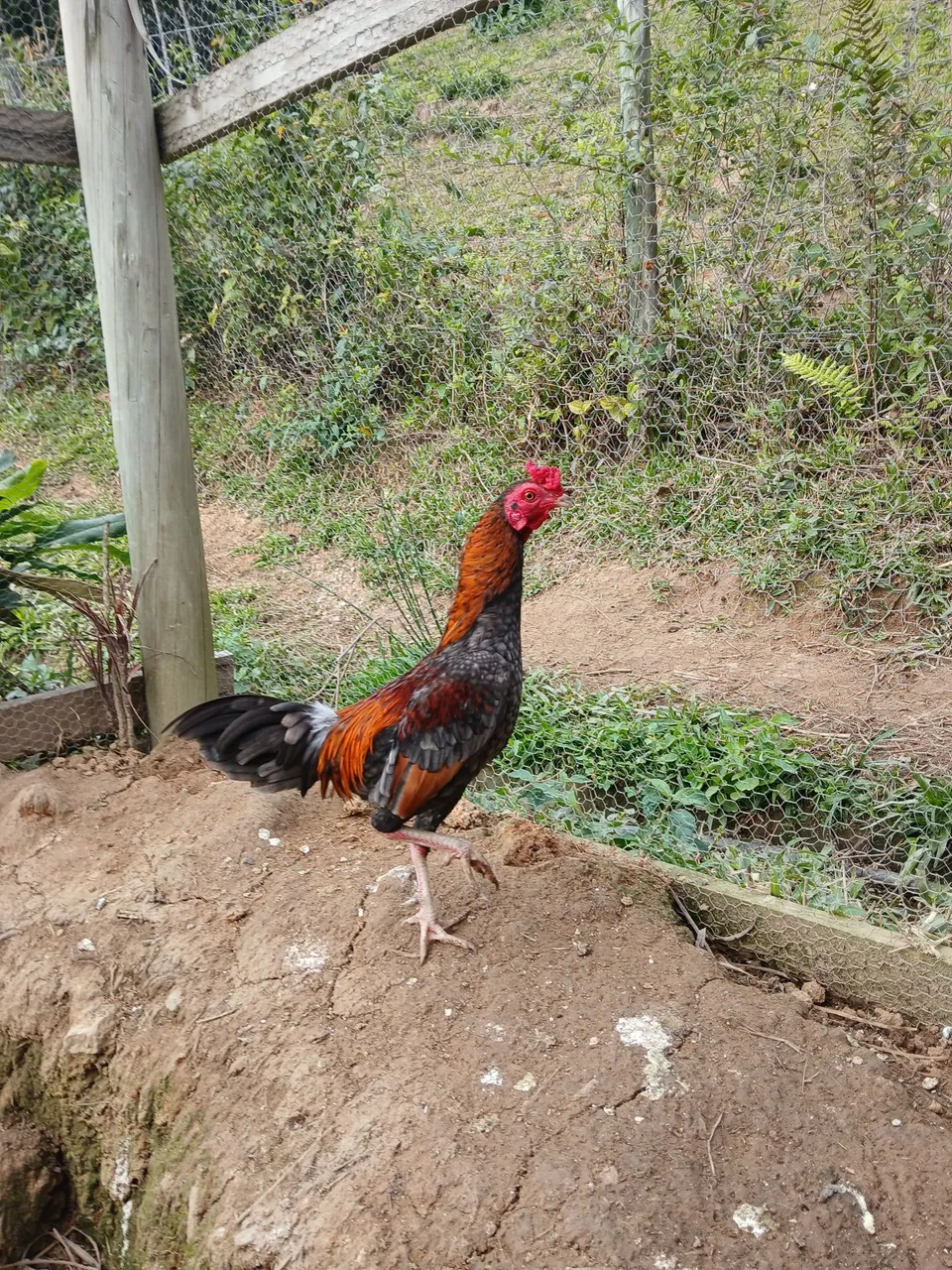 "mini garnizes" no Brasil