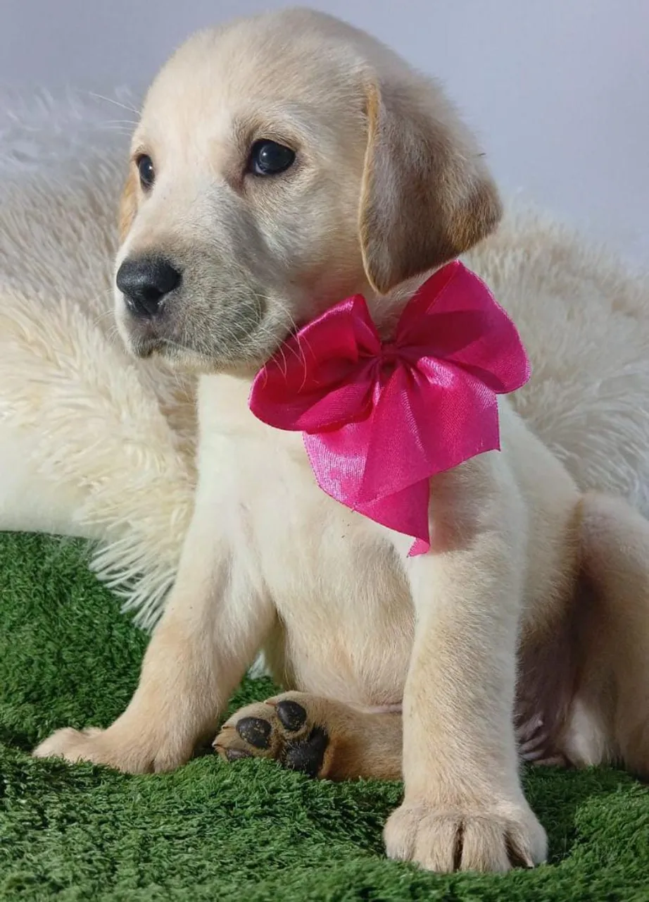 "cachorro caramelo" - Cachorros no Brasil