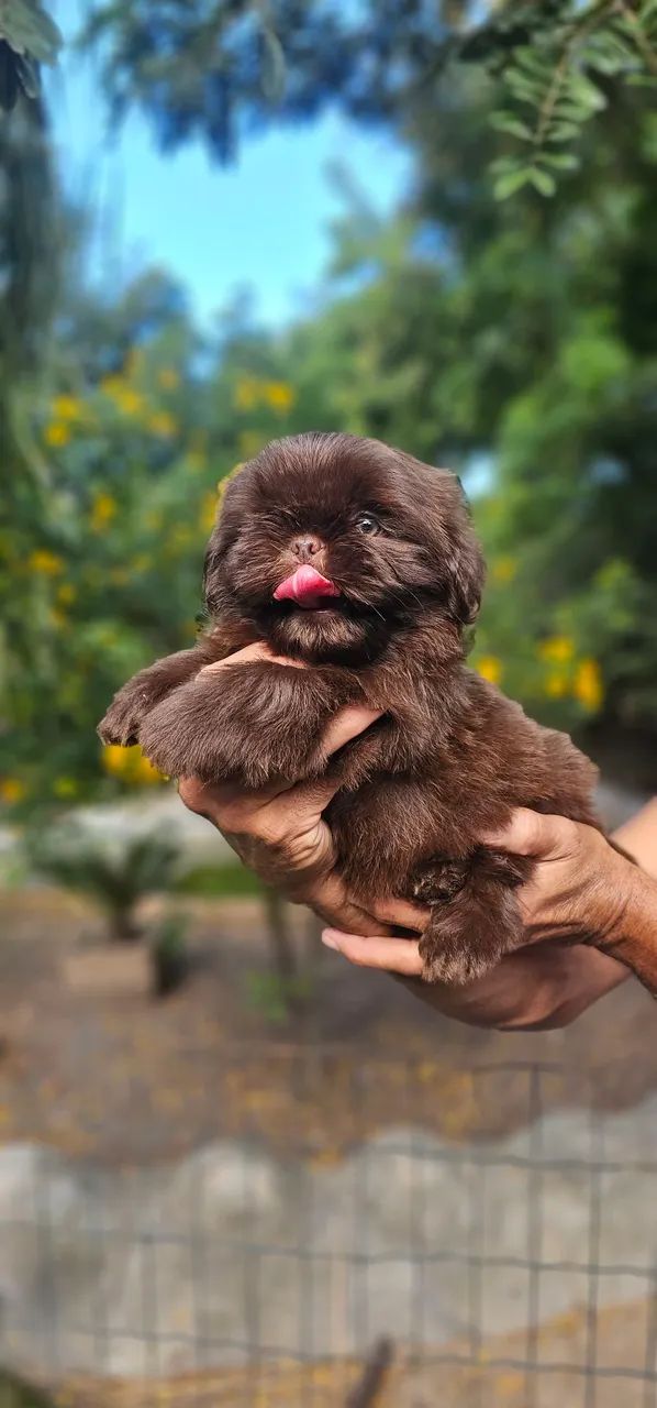 Shih Tzu Macho pequenino Chocolate 100% - Cachorros - Maravista ...