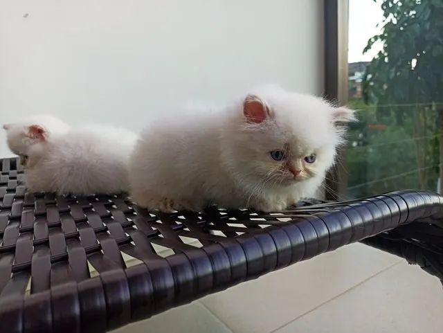 "persa himalaio" no Brasil