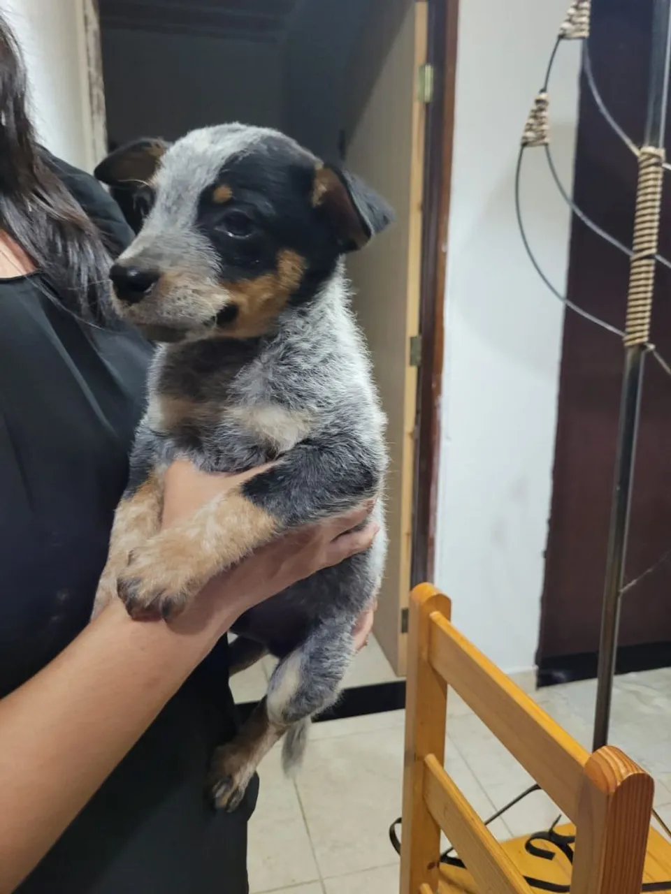 "filhotes de blue heeler" - Cachorros no Brasil