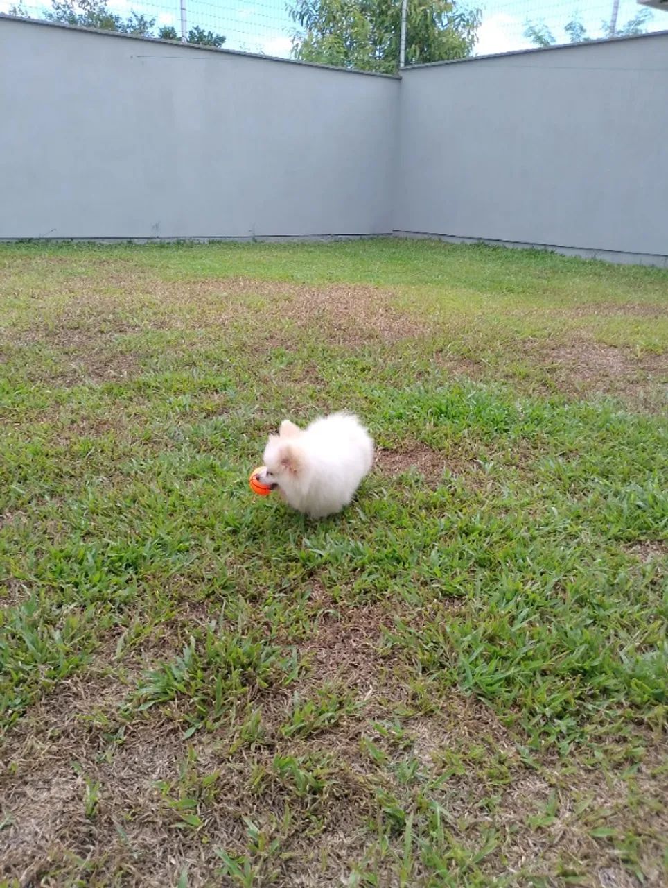 SPLITZ ALEMÃO ( LULU DA POMERÂNIA) - Cachorros - Recife, Tubarão ...