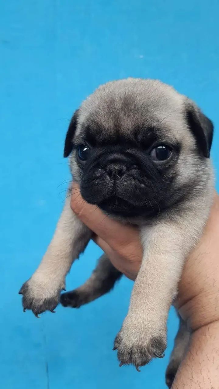 Pug fêmea mini - Cachorros - Campo Grande, Rio de Janeiro 1446894409 | OLX