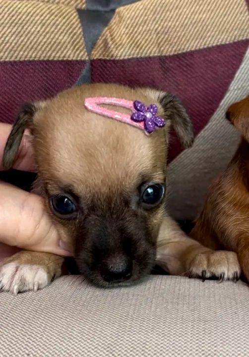 "pinscher micro zero" no Brasil