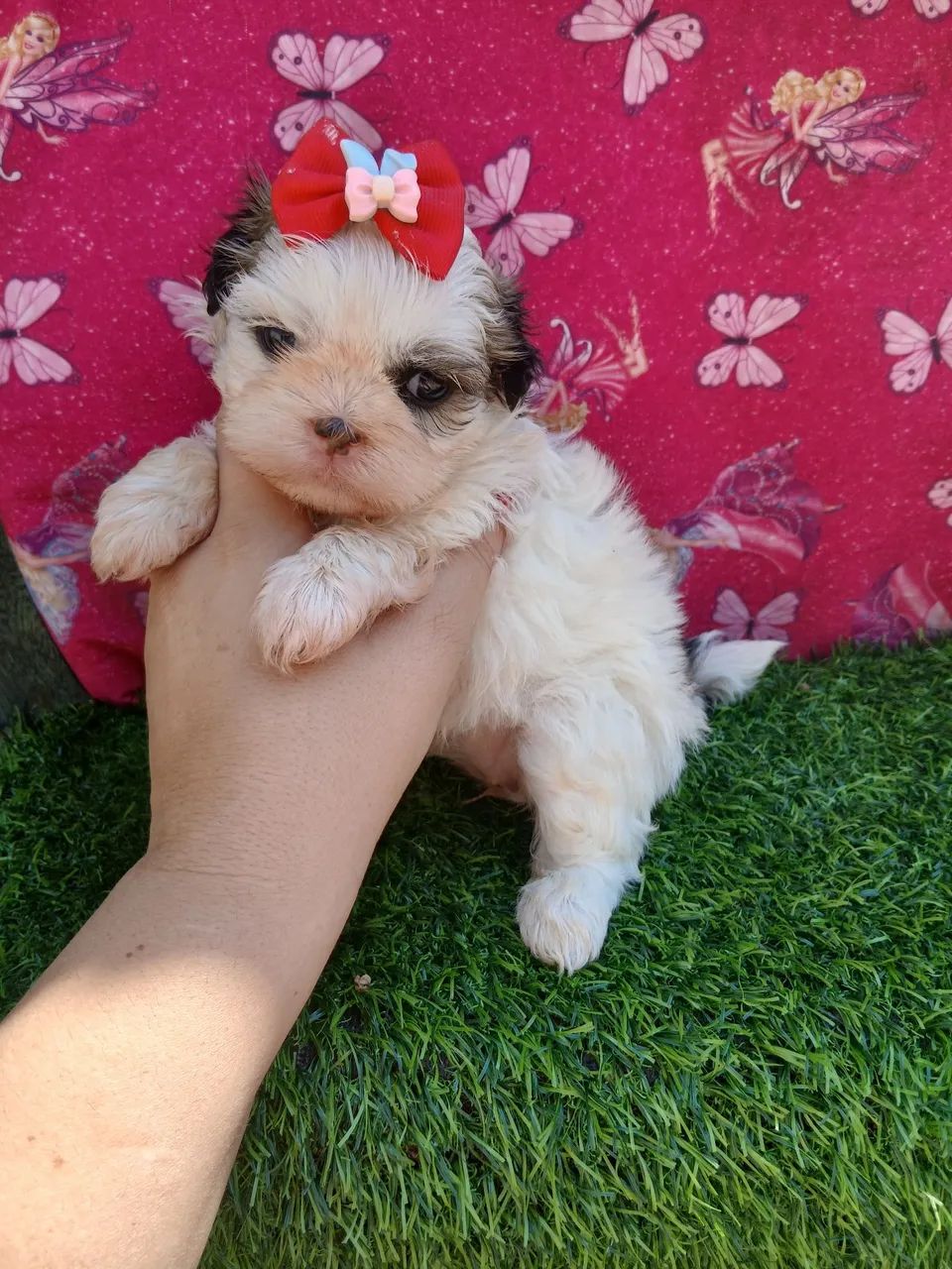 Shitzu fêmea mini tricolor lindíssima - Cachorros - Residencial Maria ...