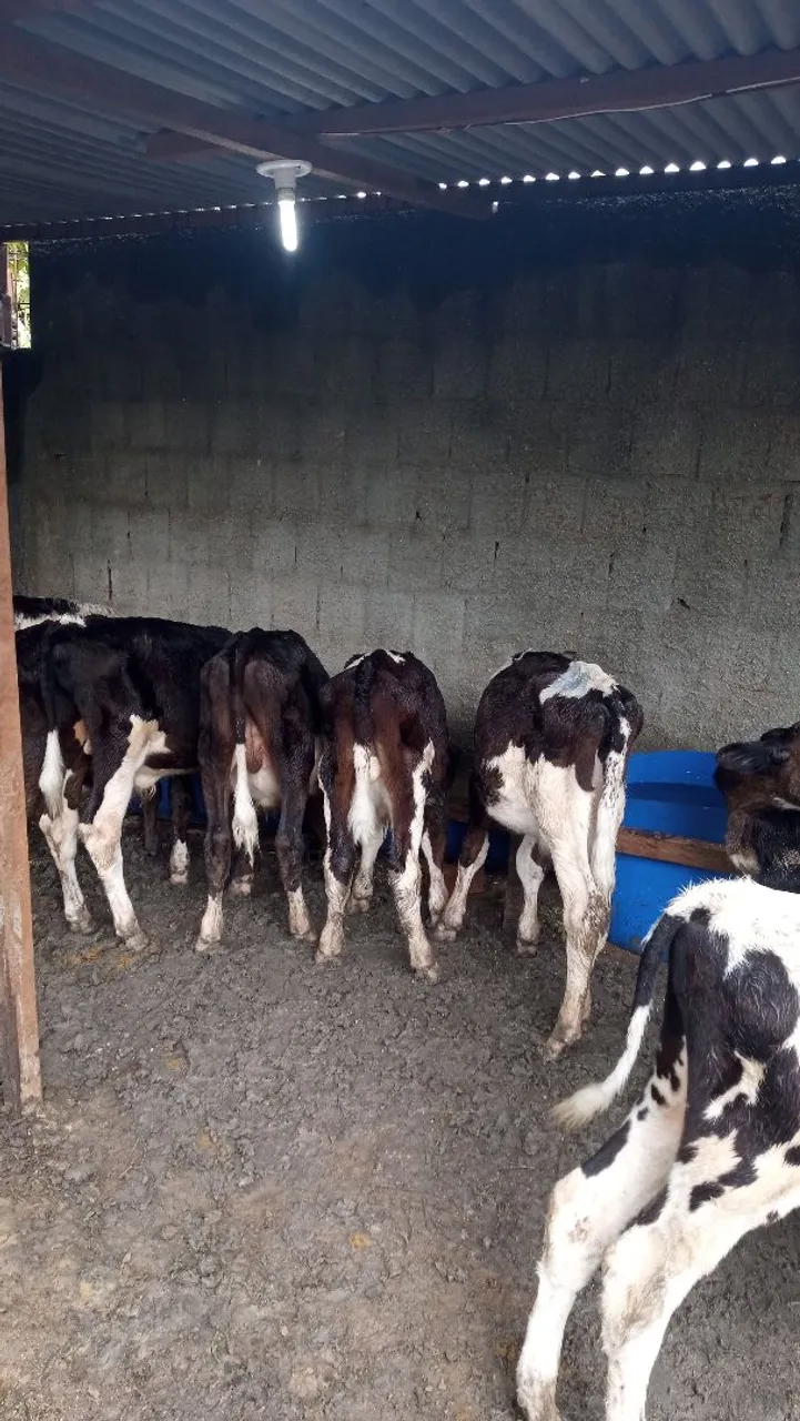 "bezerros ou bezerras" no Brasil