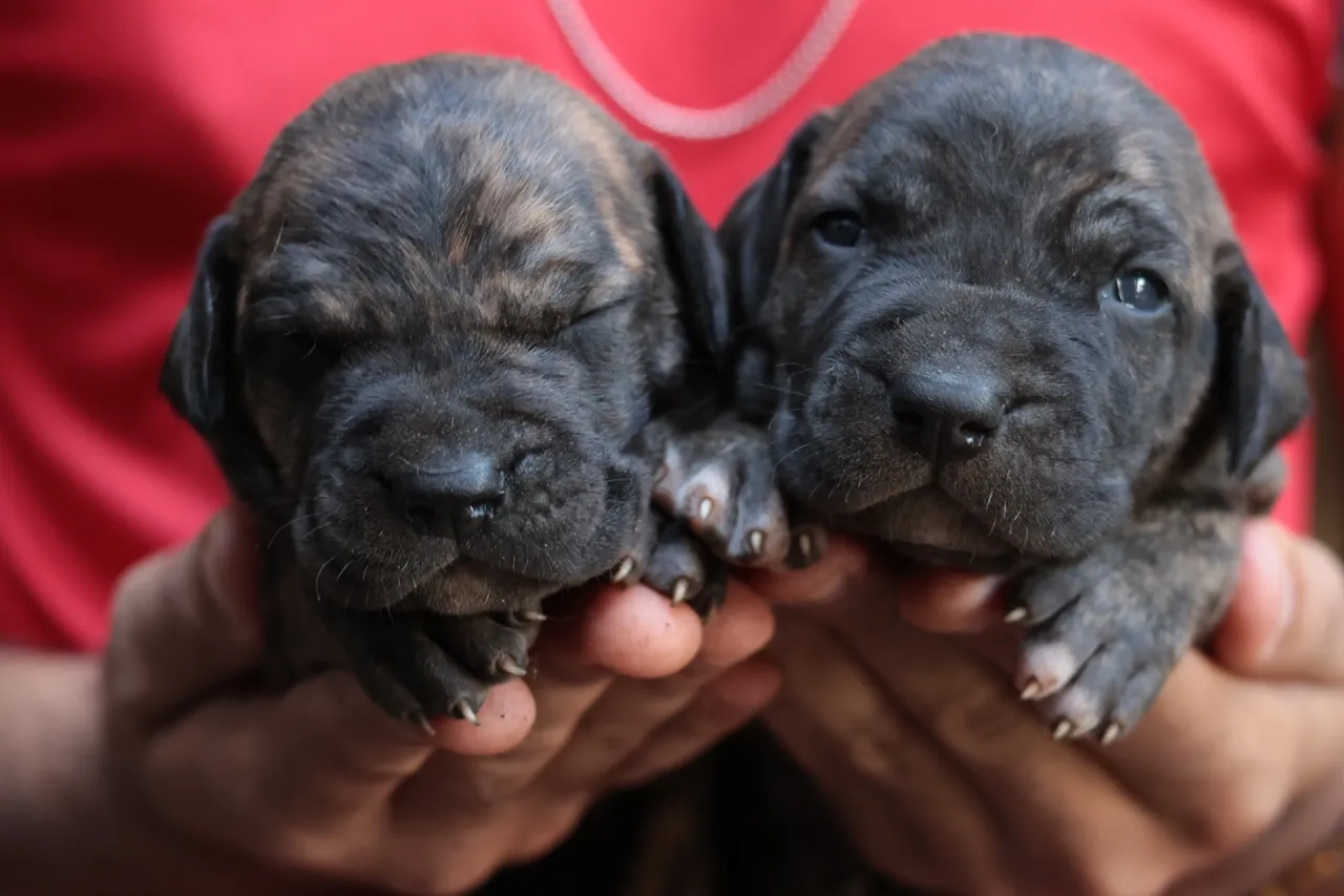 "filhote de fila brasileiro" - Cachorros no Brasil